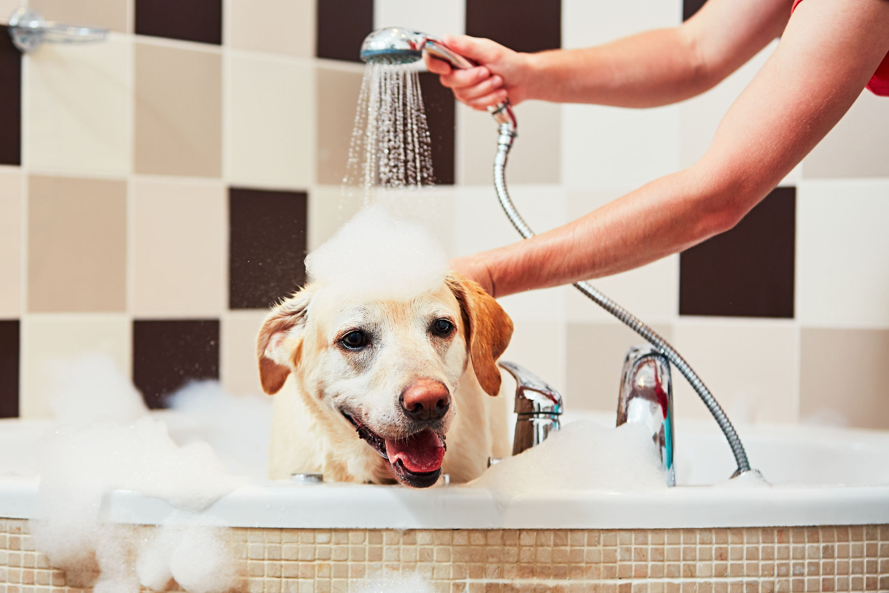 The UK s Pampered Pooches